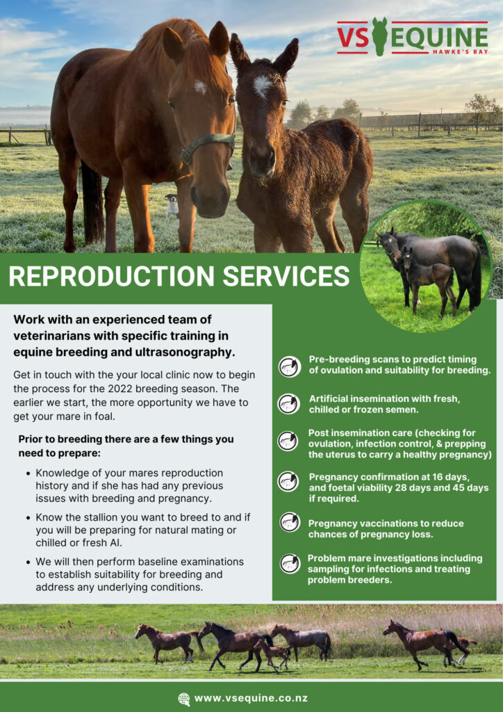 Reproduction Services – Vet Services Equine