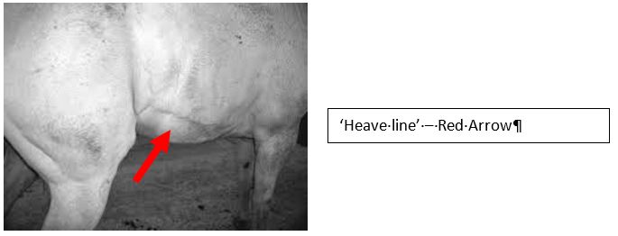 COUGHING AND WHEEZY HORSES – Vet Services Equine