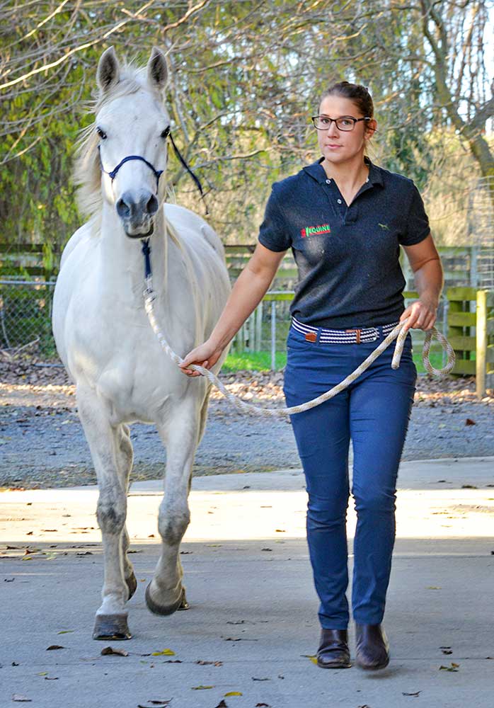 Lameness & Performance Assessment – Vet Services Equine