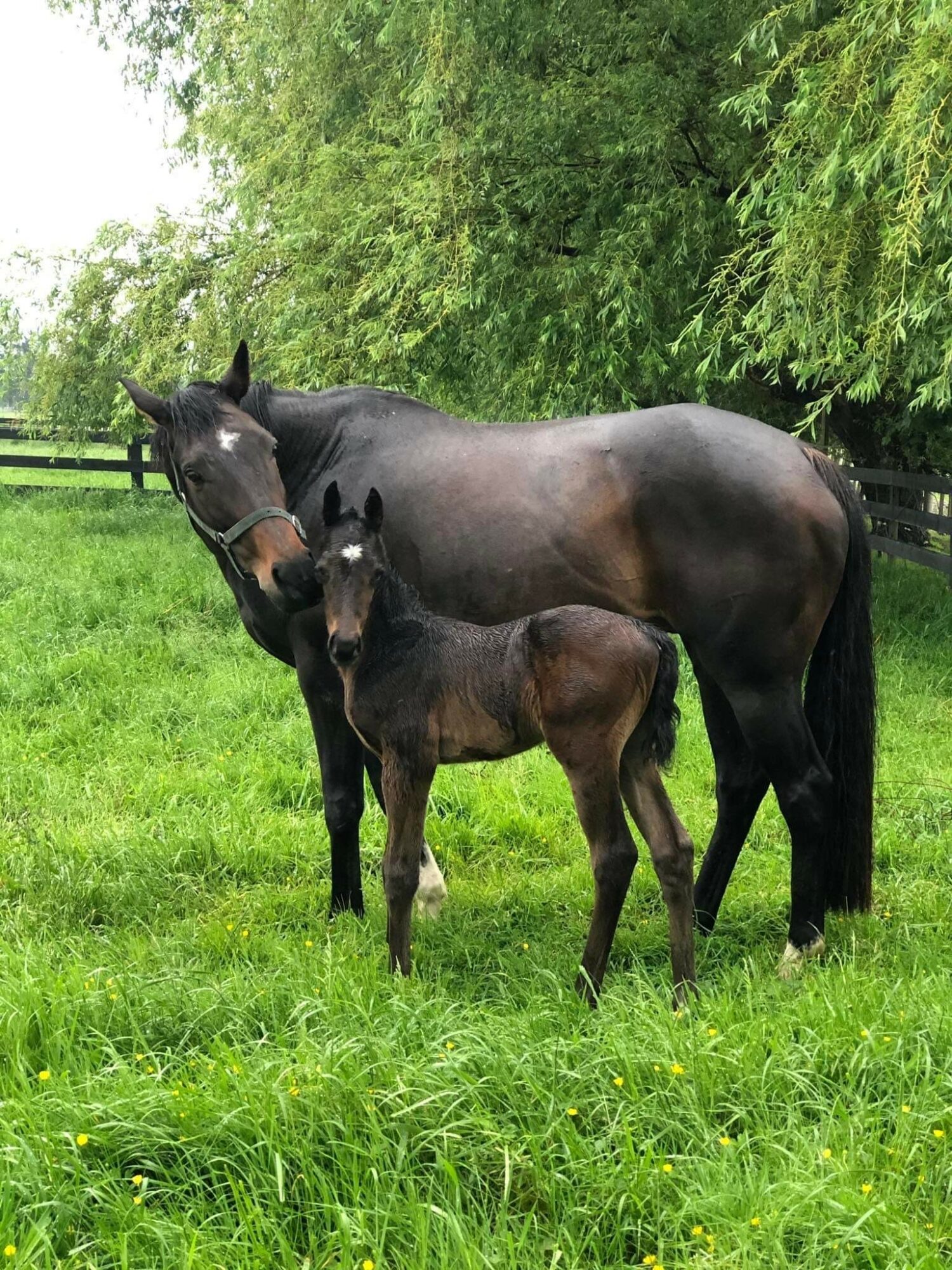 Reproduction Services – Vet Services Equine