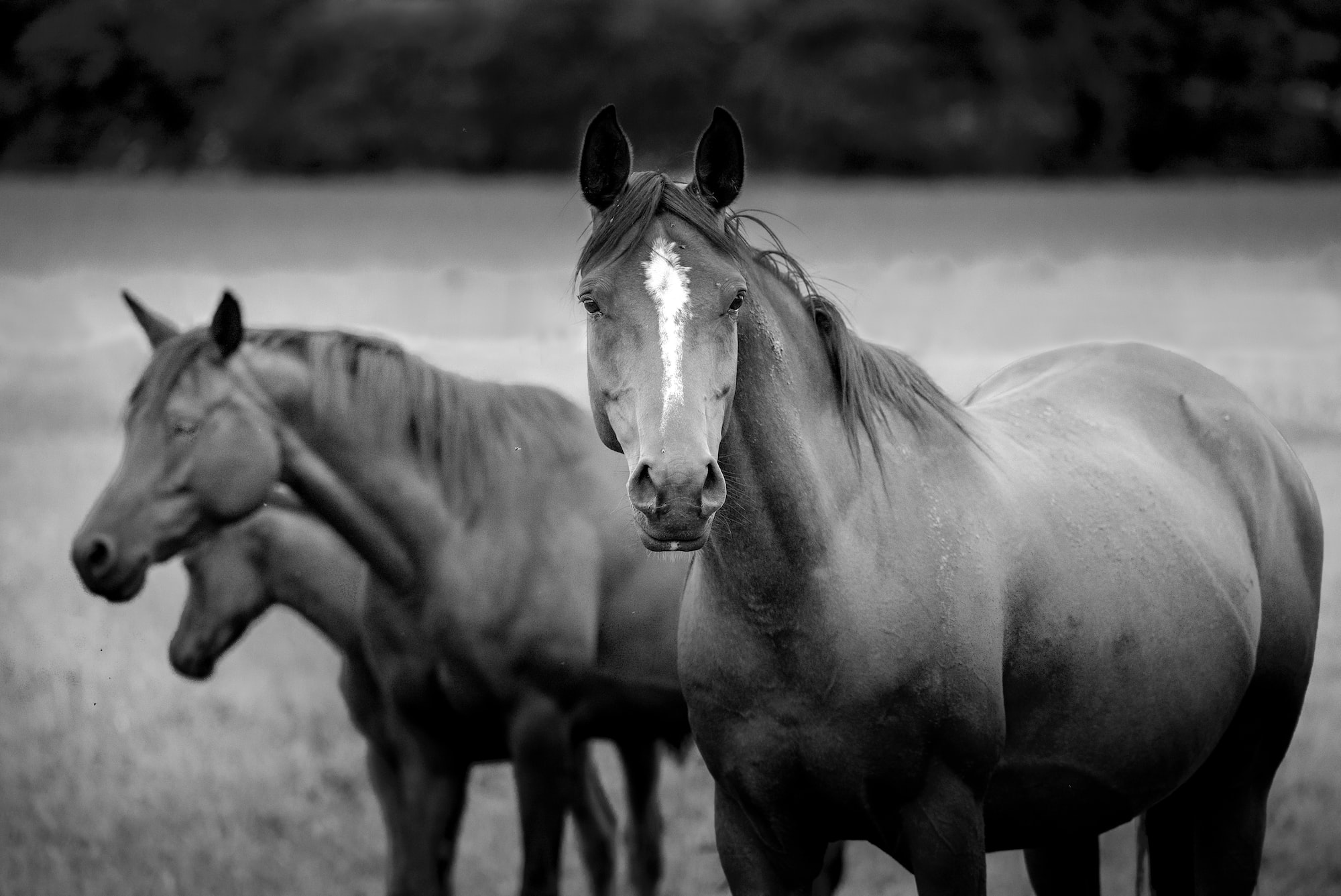 Hysteroscopy Vet Services Equine Hysteroscopy Vet Services Equine