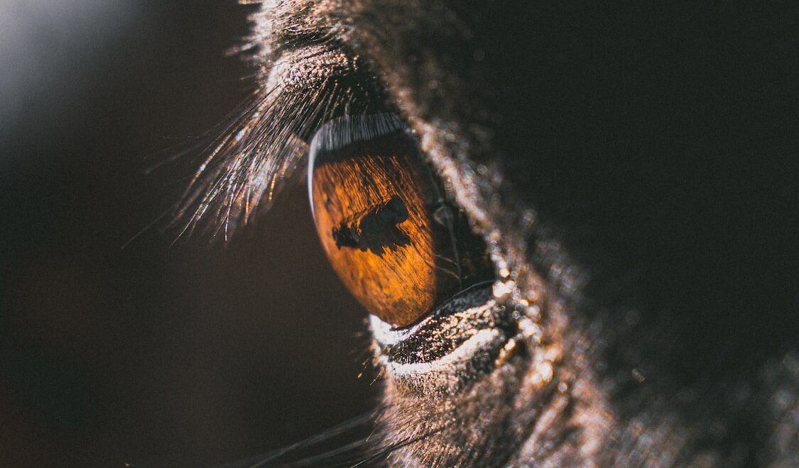 A true ocular emergency – Vet Services Equine